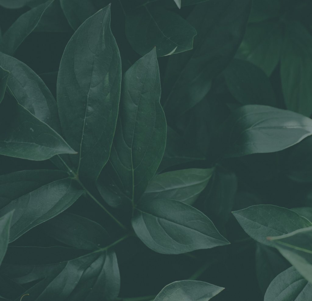 Village Lacey Green - Accueil