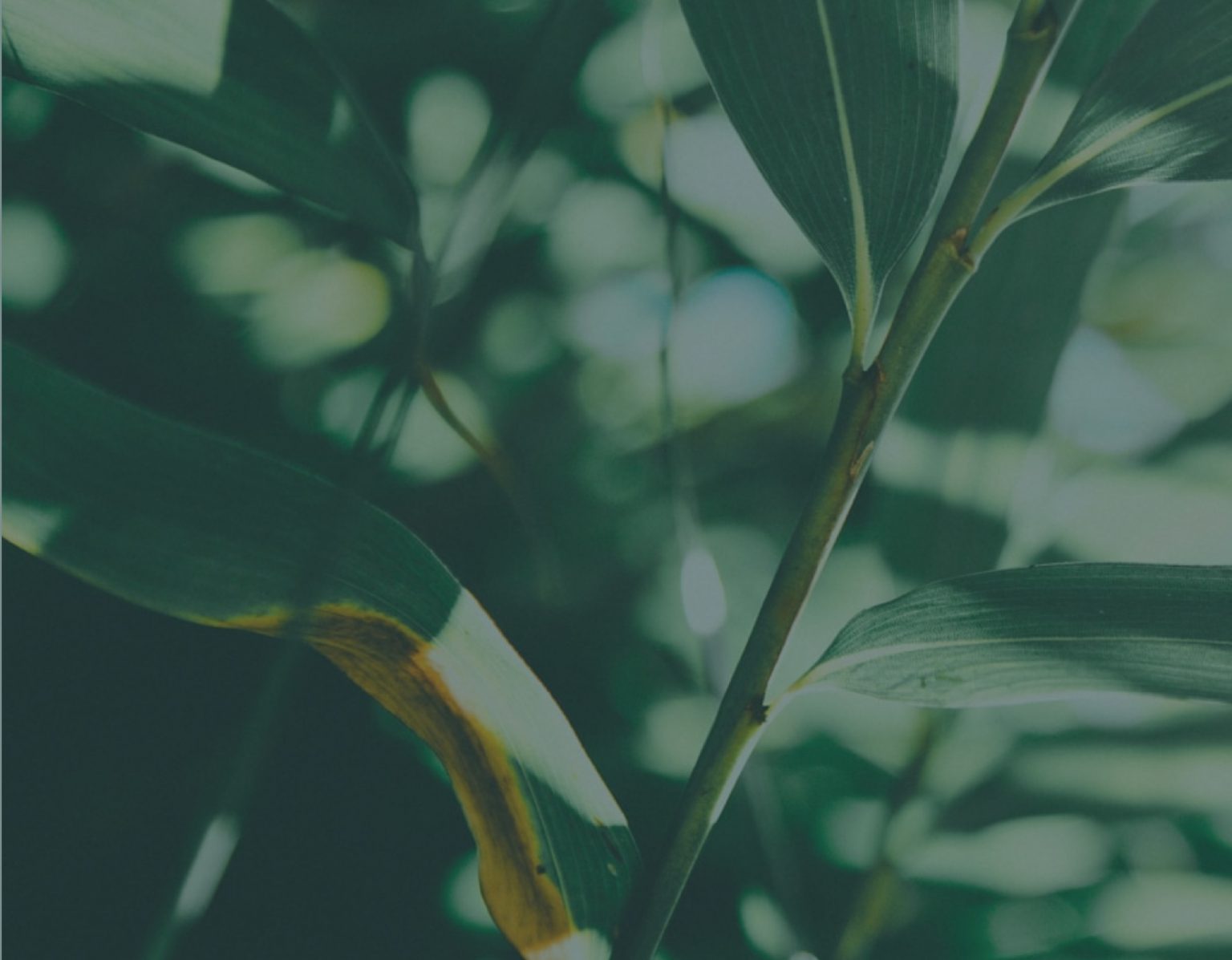 Welcome - Village Lacey Green